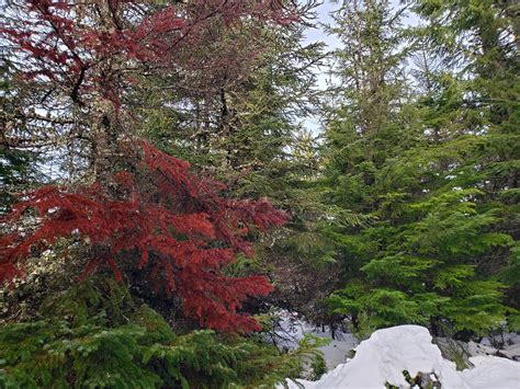 The Color Change On This Tree R Oddlysatisfying