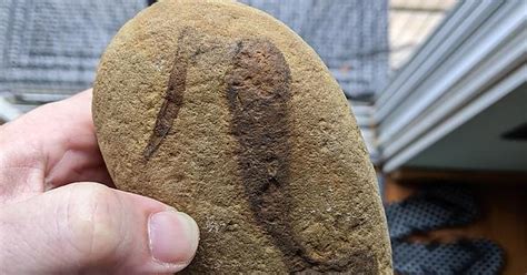 Weird Looking Fossil Album On Imgur