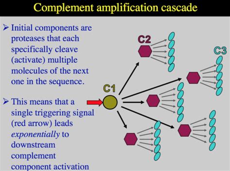 Lecture 4 The Complement System Flashcards Quizlet