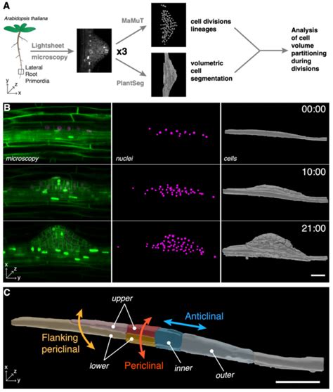 Integration Of Cell Growth And Asymmetric Division During Lateral Root
