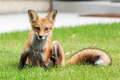Cute Red Fox Cub On Green Grass Showing Sharp Teeth Stock Image Image