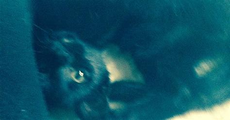 My Cat Has Issues Imgur