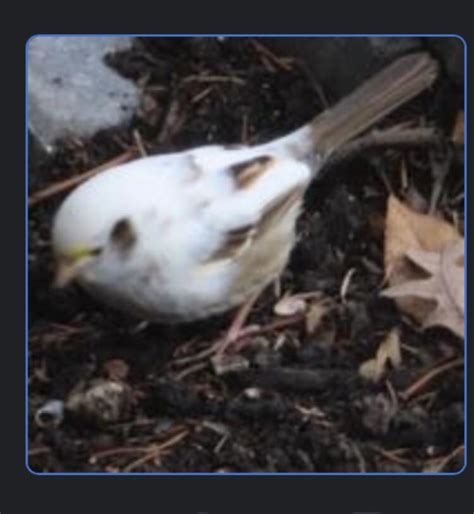 Lioconcha Hieroglyphica A Saltwater Clam That Has Markings That Look Like Hieroglyphs R