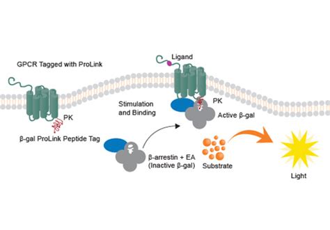 Glp 1 Gip Gcg Assay Kit Eurofins Discovery 자연과학 서비스