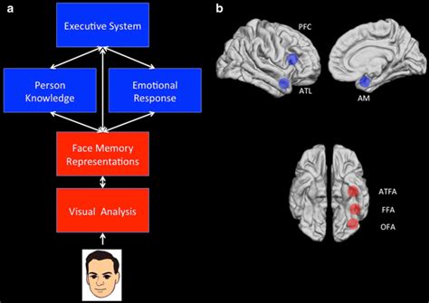 A Cognitive Model Of Face Recognition Modality Specific Visual Download Scientific Diagram