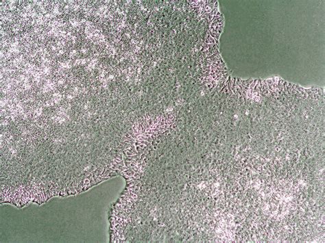 Expert Ipsc Reprogramming Services 4 Powerful Reasons