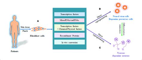 Process Of Directly Reprogramming Fibroblasts Into Neurons And DA Download Scientific Diagram