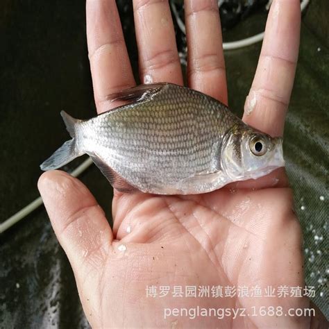 【大量出售】3 5厘米广东三角鲂活体批发武昌鱼苗 团头鳊鱼苗 阿里巴巴