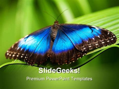 Blue Morpho Butterfly Beauty Powerpoint Templates And Powerpoint Background