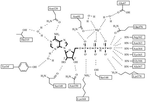 Schematic Representation Of The Interaction Pattern Between Amp Pnp And