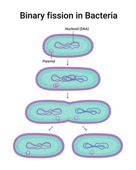34 Bacterial Binary Division Royalty Free Images Stock Photos Pictures Shutterstock