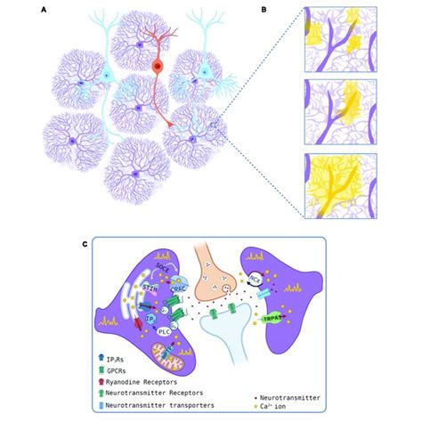 Pdf Calcium Signals In Astrocyte Microdomains A Decade Of Great Advances