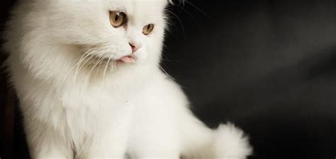 أجمل قطط في العالم موضوع