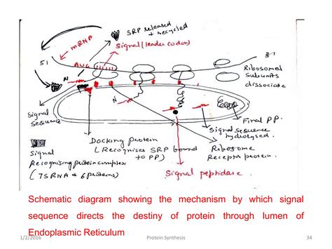 Structure And Function Of Messenger Rna Mrna Pptx