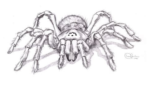 How To Draw A Spider Realistic Drawing Word Searches