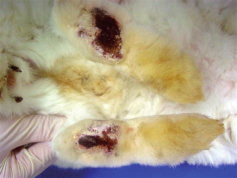 Hyperkeratotic And Ulcerative Pododermatitis Associated With S Aureus