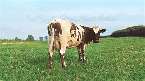 Atom Heart Mother Wallpapers Top Free Atom Heart Mother Backgrounds