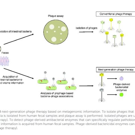 General Schematic Models Of Endolysins Derived From Phages That Infects Download Scientific