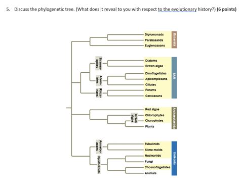 Solved 5 Discuss The Phylogenetic Tree What Does It