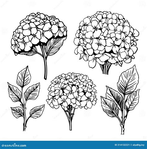 Hydrangea Vintage Illustration Engraved Style Botanical Flower