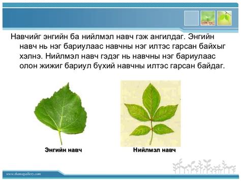 Эрдэнэмандал ахлах сургууль хими биологийн багш Б Оюун