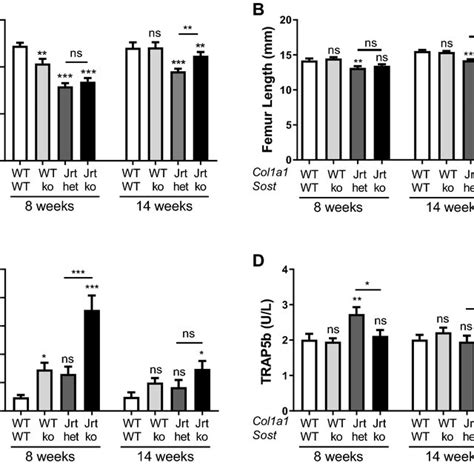 Trabecular Bone Characterization Trabecular Bone Analyses At The Download Scientific Diagram