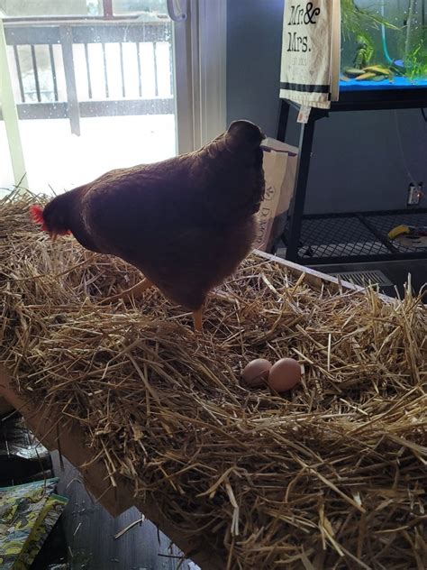 My Dearest Hen Pamela Henderson Is Double Egger And Yolker Question And Concerns Are In