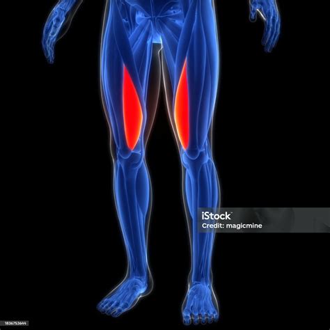 Human Muscular System Leg Muscles Vastus Medialis Muscles Anatomy Stock