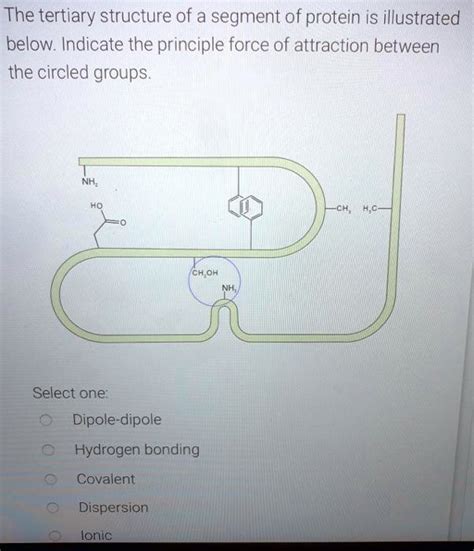 Solved The Tertiary Structure Of A Segment Of Protein Is Illustrated