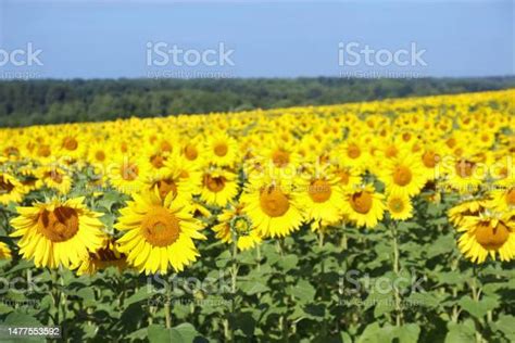 노란 해바라기가 닫힙니다 노랑 파랑 색상 우크라이나의 색상 맑고 푸른 하늘 맑은 하늘 배경에 피는 해바라기 배경에 해바라기가 있는 농업 분야 해바라기 개화 0명에 대한 스톡