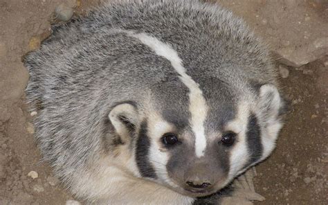 American Badger Vs European Badger 5 Differences A Z Animals