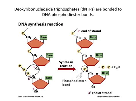 Ppt Lb145 Sec 001 004 Powerpoint Presentation Free Download Id 2169092