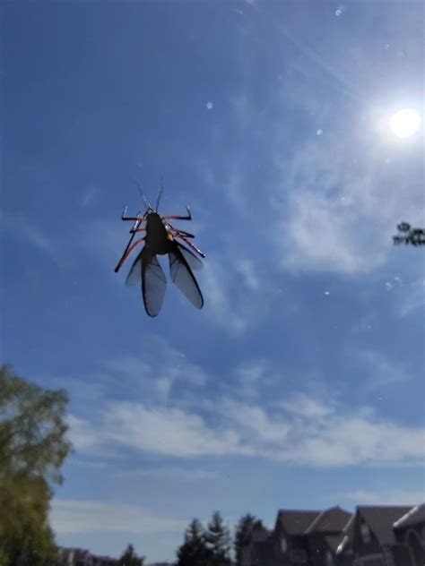 Bug On Windshield R Whatsthisbug
