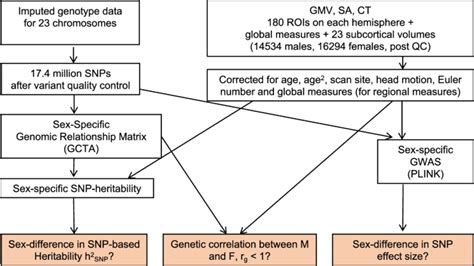 A Sex Stratified Analysis Of The Genetic Architecture Of Human Brain Anatomy Nature Communications