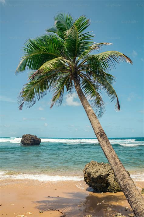 A Palm Tree Leaning Over A Rock On A Beach Photo Wallpaper Image On