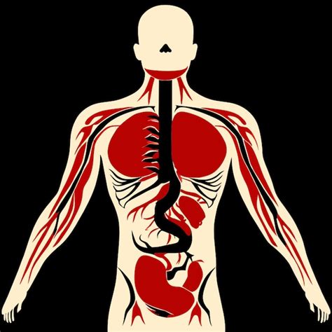 Human Body Internal Strucutre Vector Illustration Premium Ai