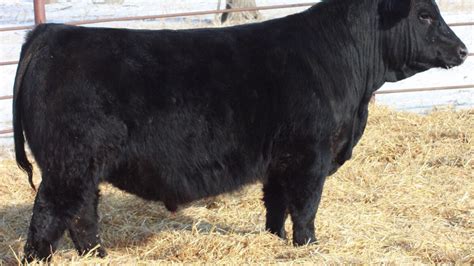 Select Sires Beef