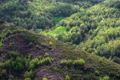 What Are Secondary Forests Definition With Examples Of Second Growth