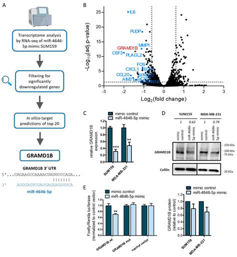 Non Coding Rna An Open Access Journal From Mdpi