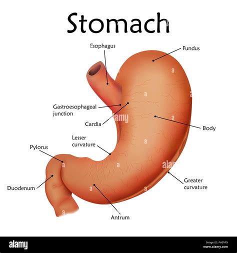 Stomach Antrum Anatomy Abdomen Pelvis And Perineum Anatomy