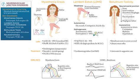 Musculoskeletal Dermatologic System Myasthenia Gravis And Other Nmj