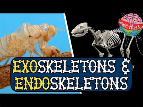 Endoskeleton Vs Exoskeleton