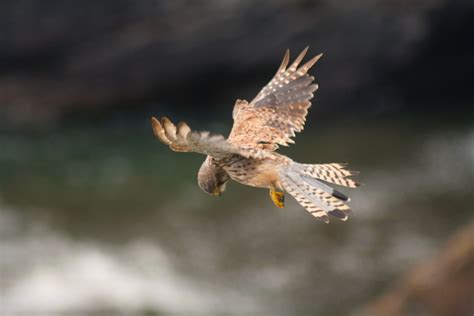 картинки крыло Дикая природа клюв Орел Ястреб сова Фауна хищная птица Позвоночный