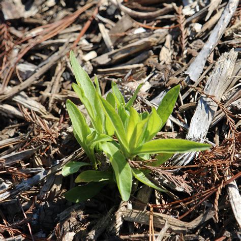 Royal Catchfly Groundwork Illinois
