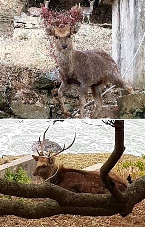 大坵梅花鹿遭漁網和電線纏角 產發處今派員清除 馬祖日報