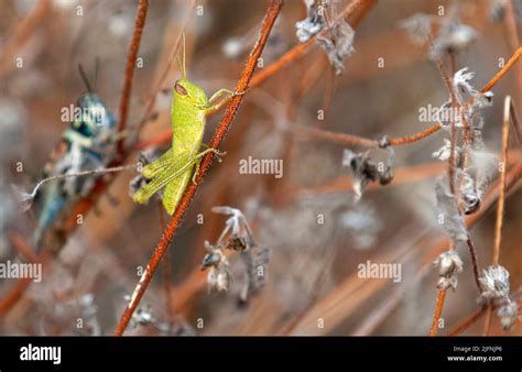Yellow Locust From Santa Fe Galapagos In The Background The Common