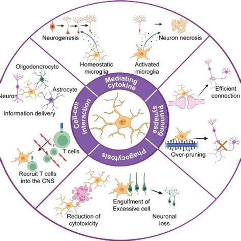 Microglia Play Multifaceted Roles In The Cns Upper Homeostatic