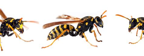 How To Identify Different Types Of Wasps In The UK