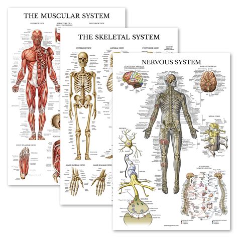 Best 10 Palace Learning 3 Pack Muscle Skeleton Nervous System