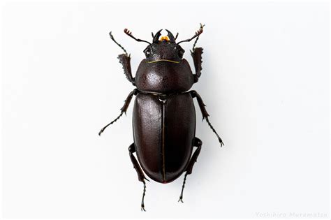 ノコギリクワガタの特徴や木から落ちる理由など 虫の写真と生態なら昆虫写真図鑑ムシミル